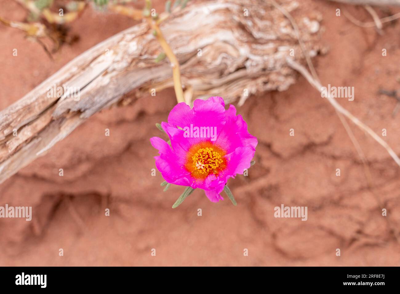 A wildflower of the purslane family, Genus Portulaca, in bloom in ...