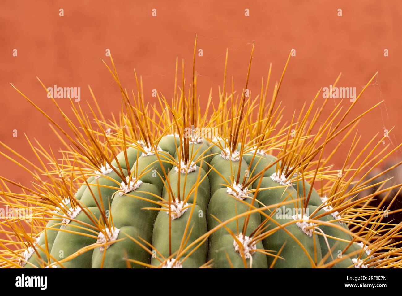 Cardon cactus trichocereus terscheckii hi-res stock photography and ...