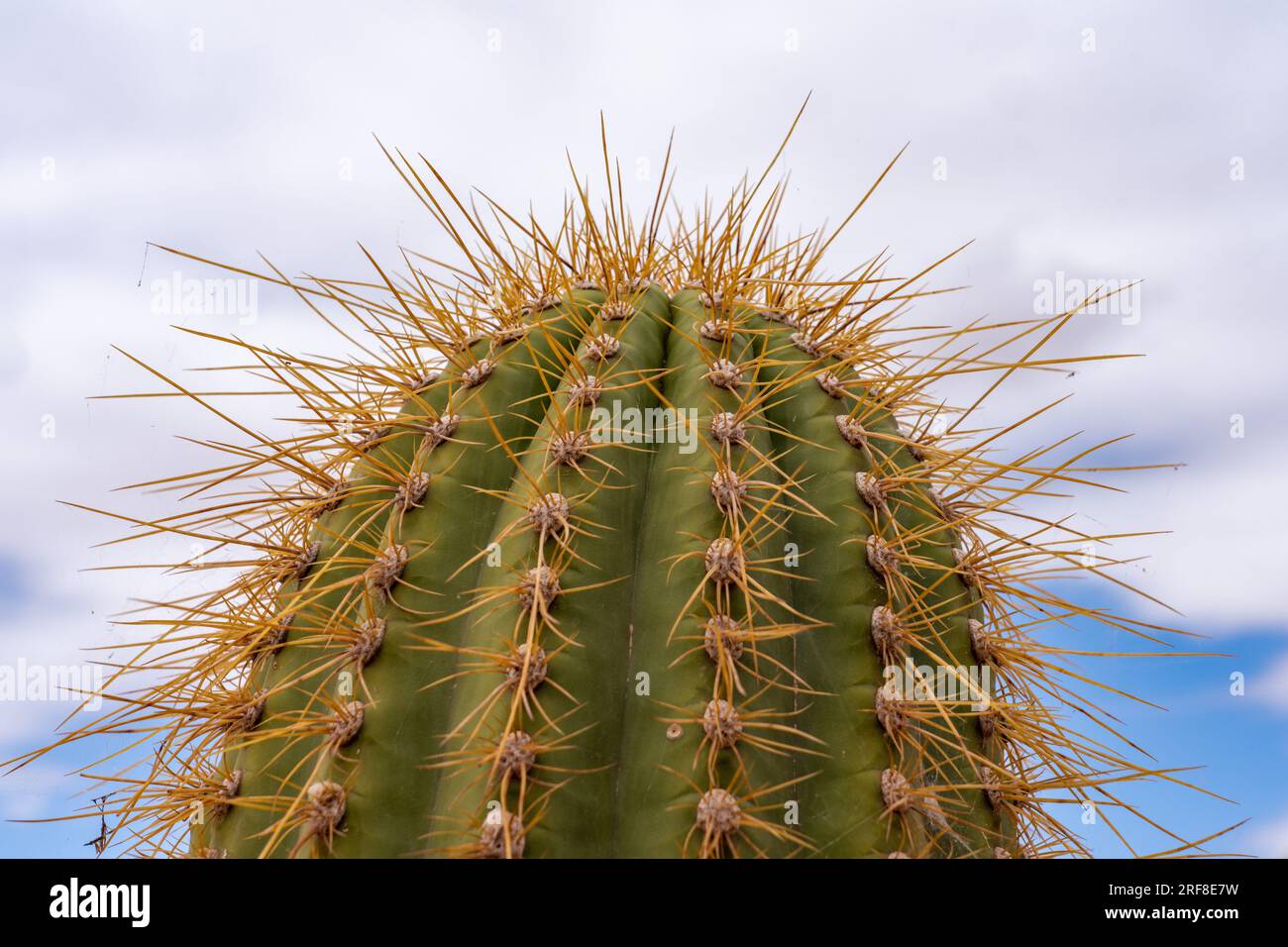 Cardon cactus trichocereus terscheckii hi-res stock photography and ...