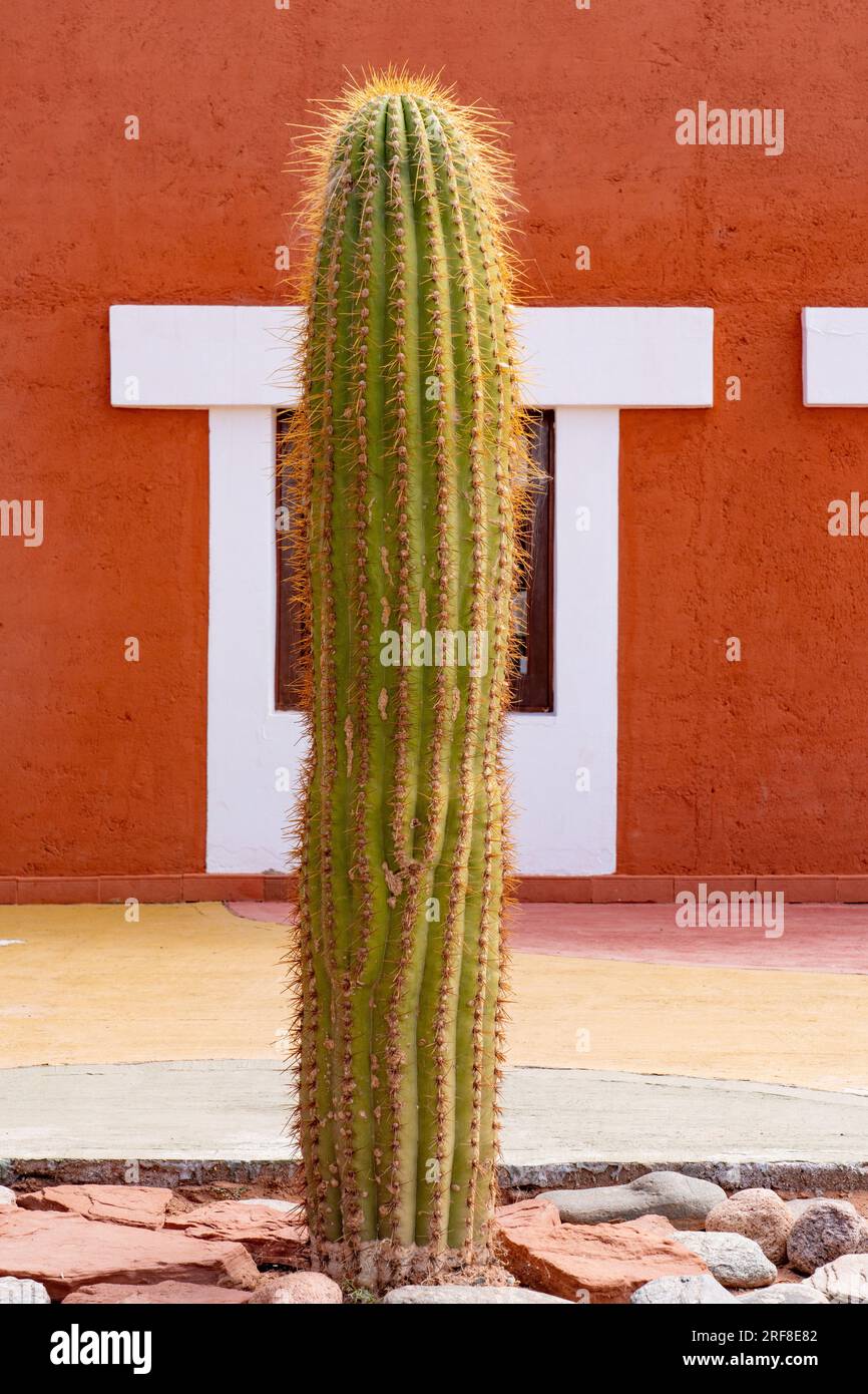 Cardon cactus trichocereus terscheckii hi-res stock photography and ...