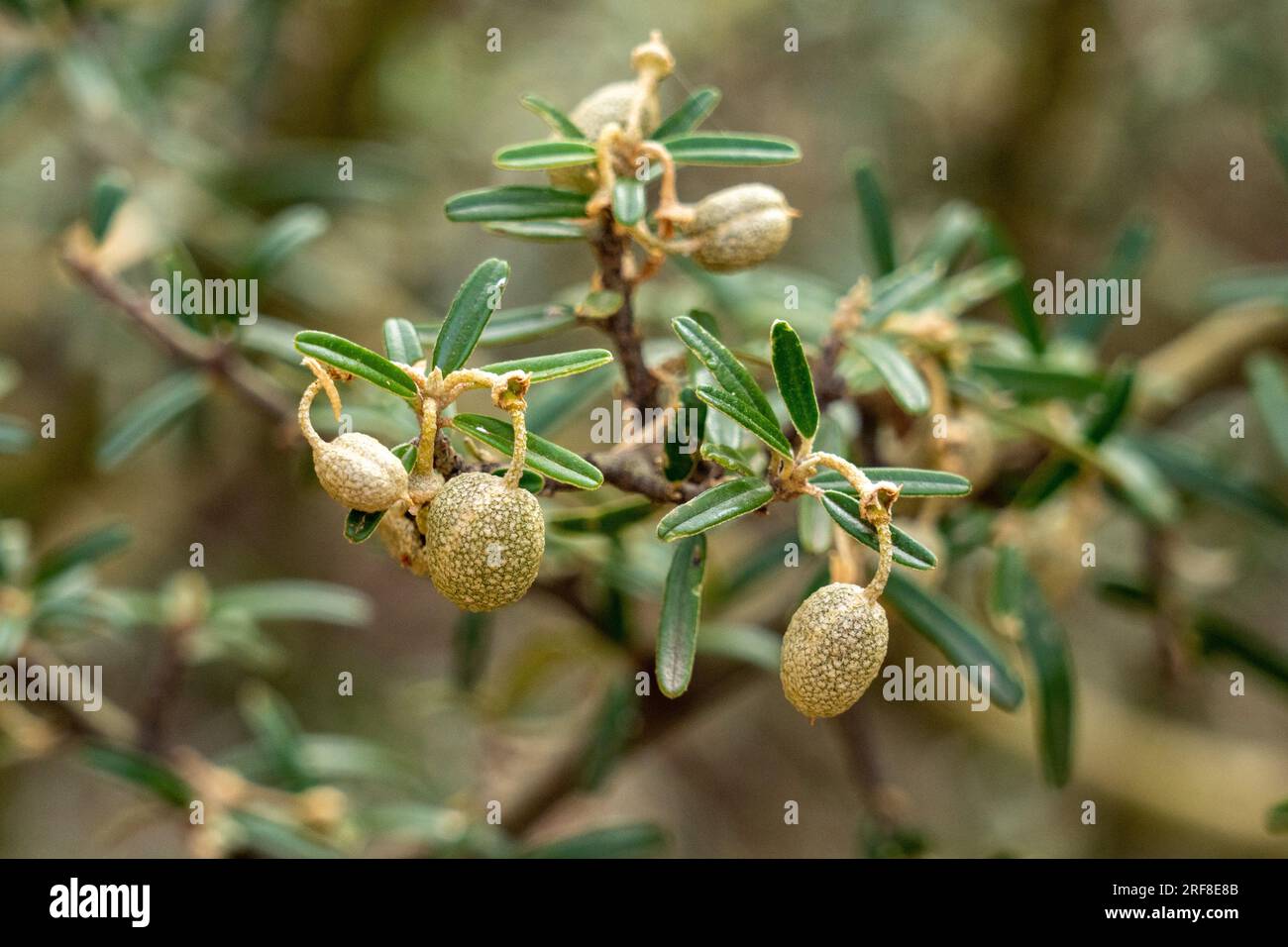 Synomym atamisquea emarginata hi-res stock photography and images - Alamy