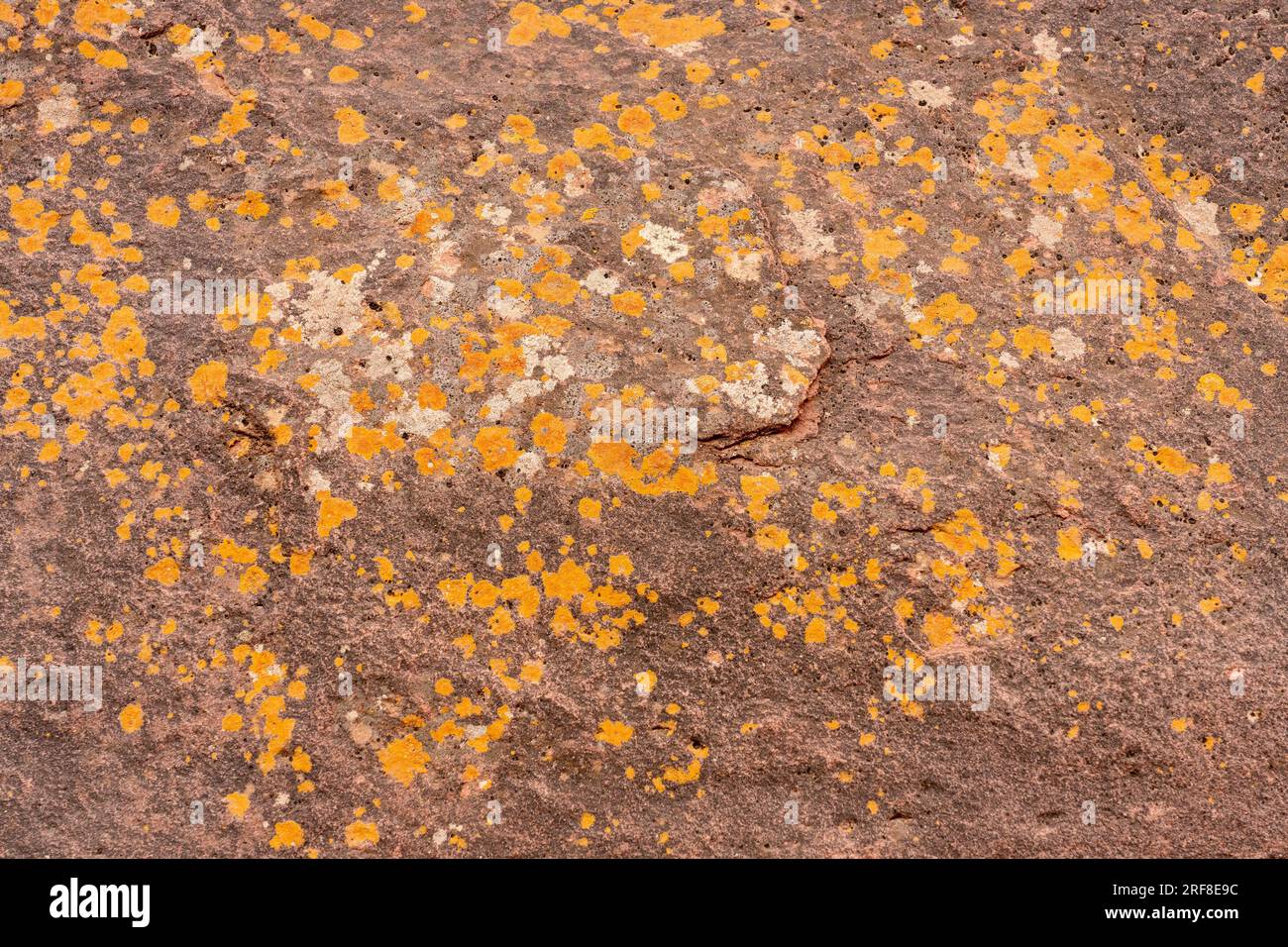 Colorful lichens on the Triassic-era sandstone in Shimpa Canyon in ...