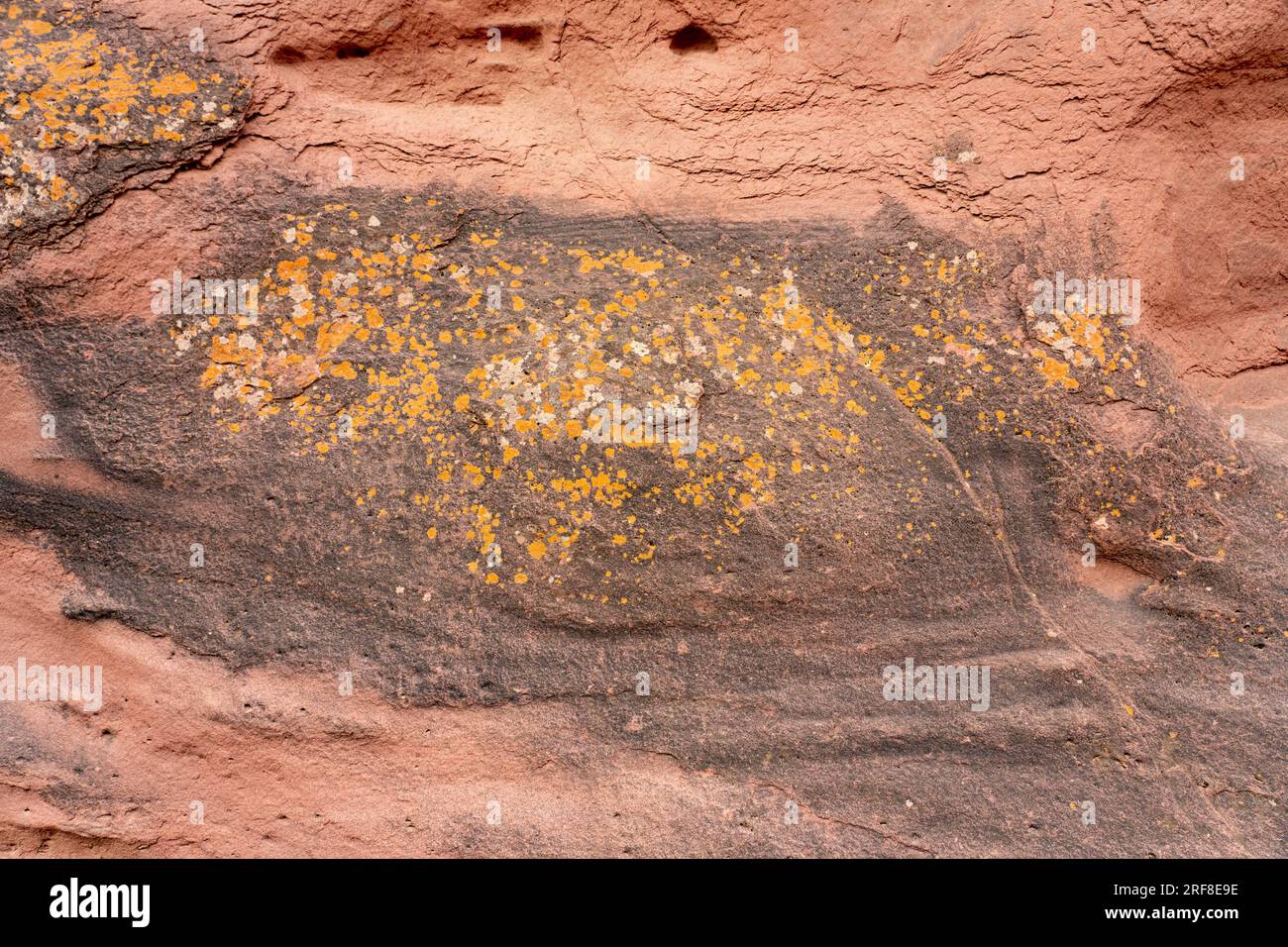 Colorful lichens on the Triassic-era sandstone in Shimpa Canyon in ...