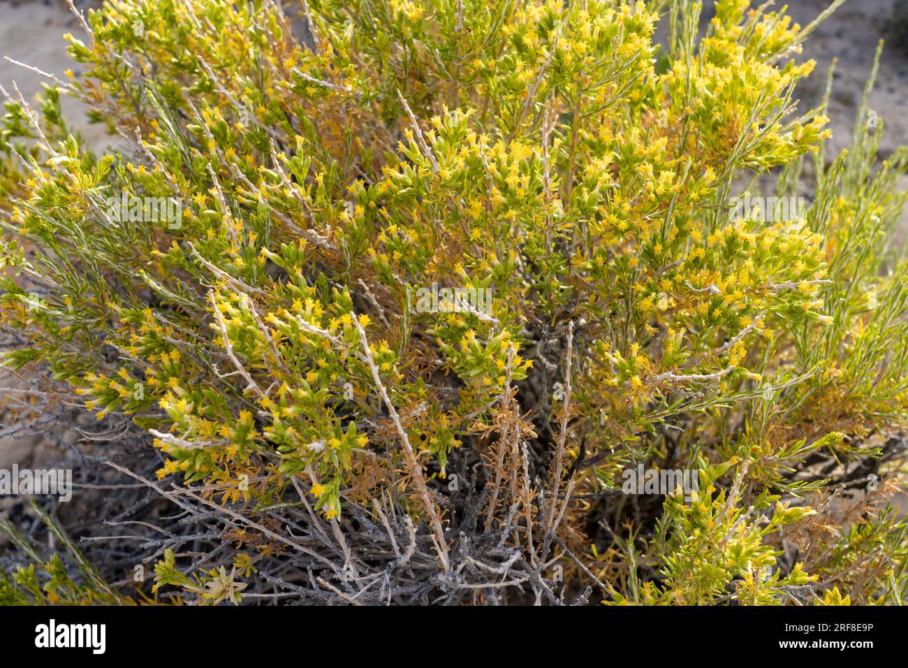 Horsebrush hi-res stock photography and images - Alamy