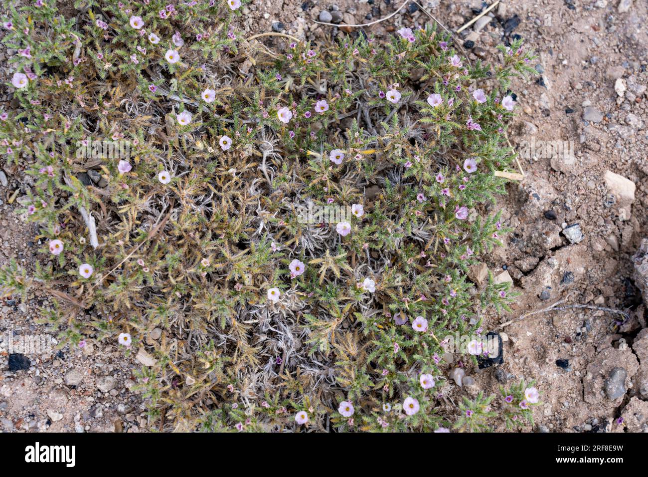 Mat Crinklemat, Tiquilia latior, in flower in the Caineville Desert at ...
