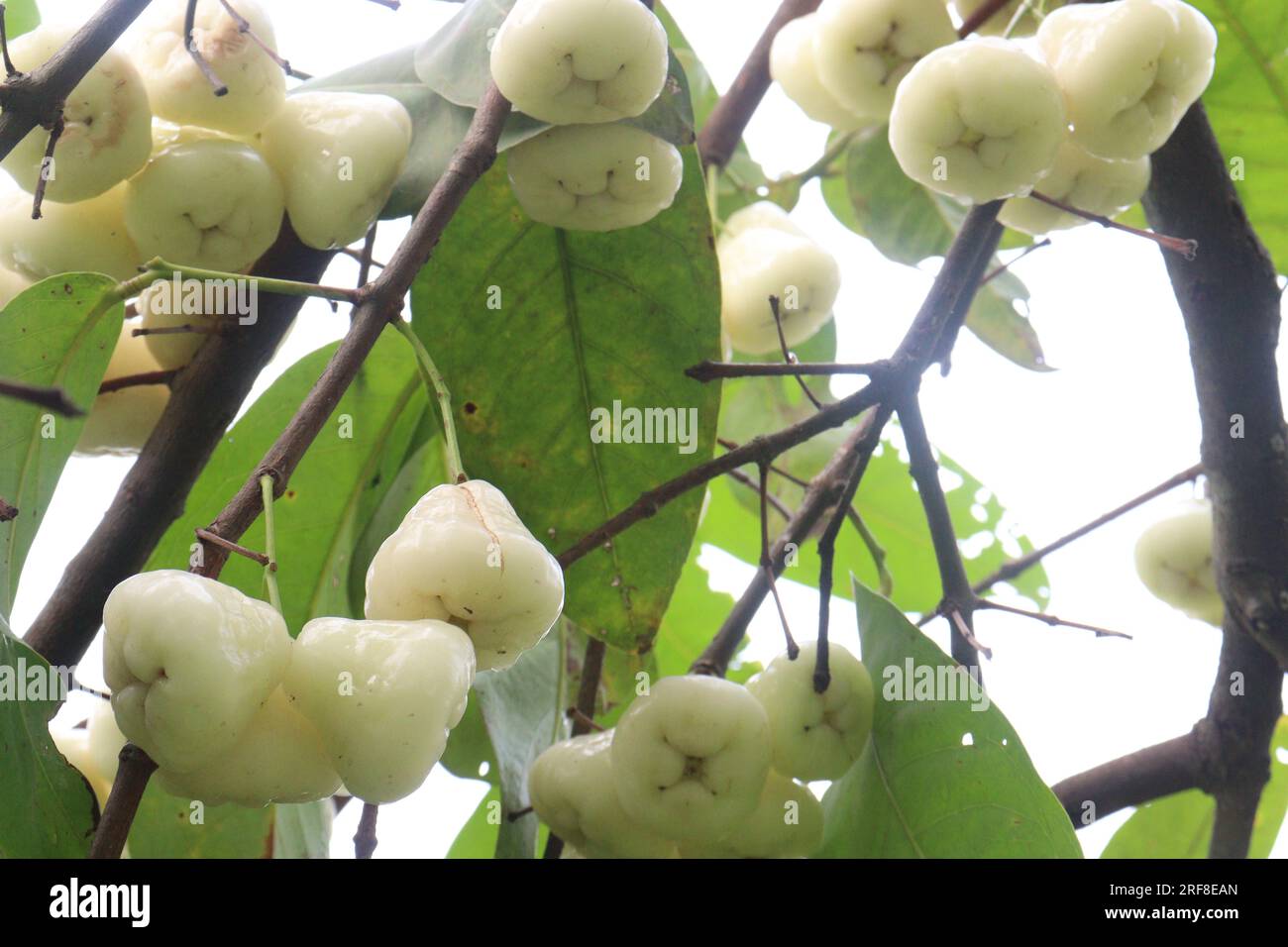 Watery rose apple on tree The is cultivated for its wood and edible ...