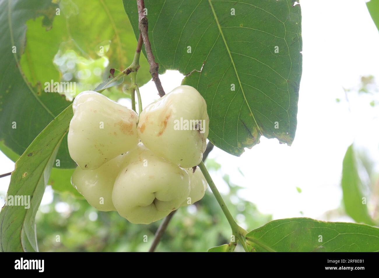 Watery rose apple on tree The is cultivated for its wood and edible ...