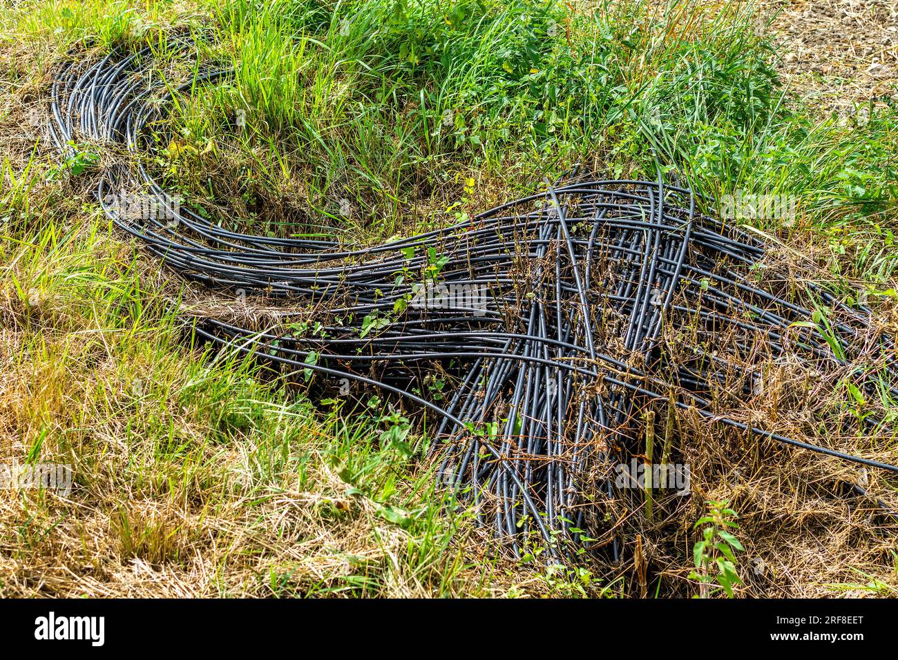 Coil of unused fibre-optic cable becoming overgrown in roadside ditch ...