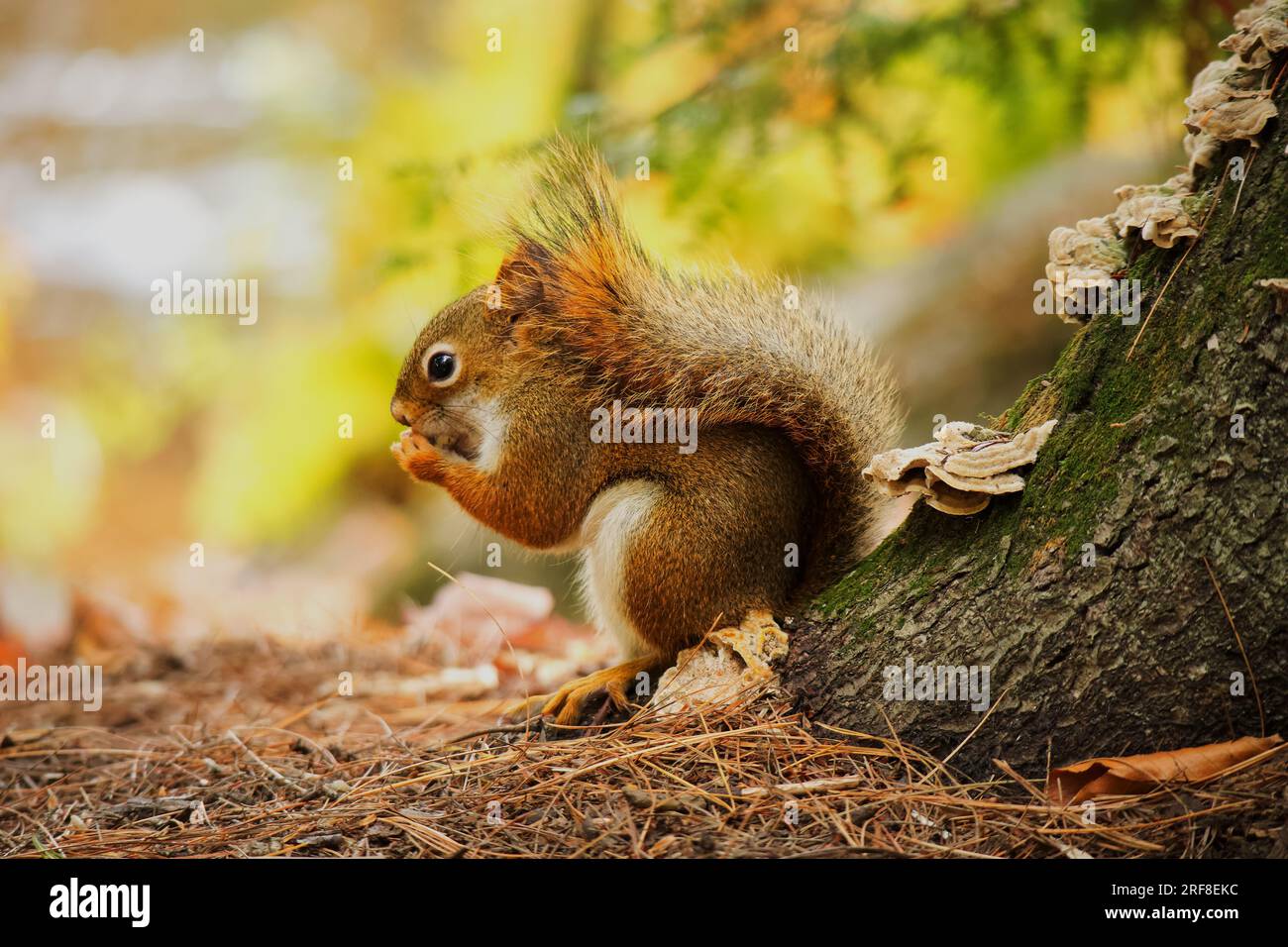 Red squirrel or sciurus vulgaris standing next to tree trunk against bright bokeh blurred ...