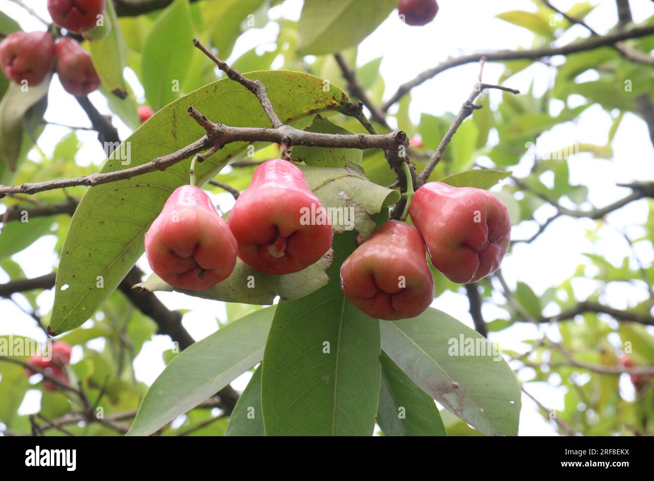 Chambakka Fruit