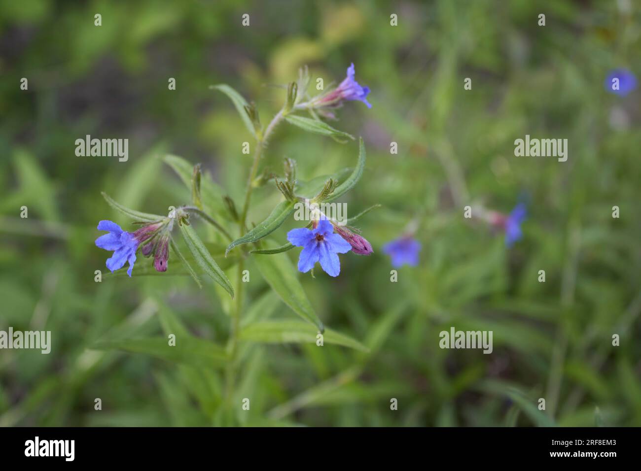 Buglossoides purpurocaeruleum in bloom Stock Photo - Alamy