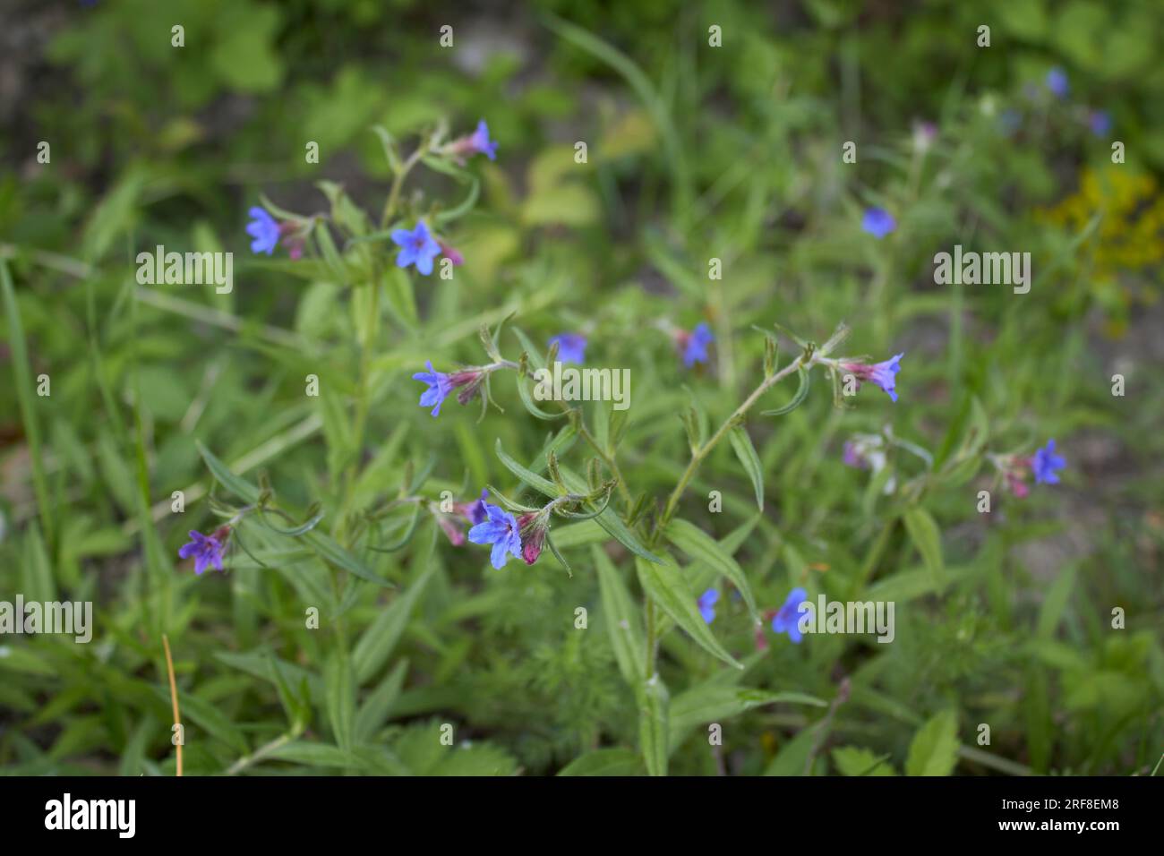 Buglossoides purpurocaeruleum in bloom Stock Photo - Alamy