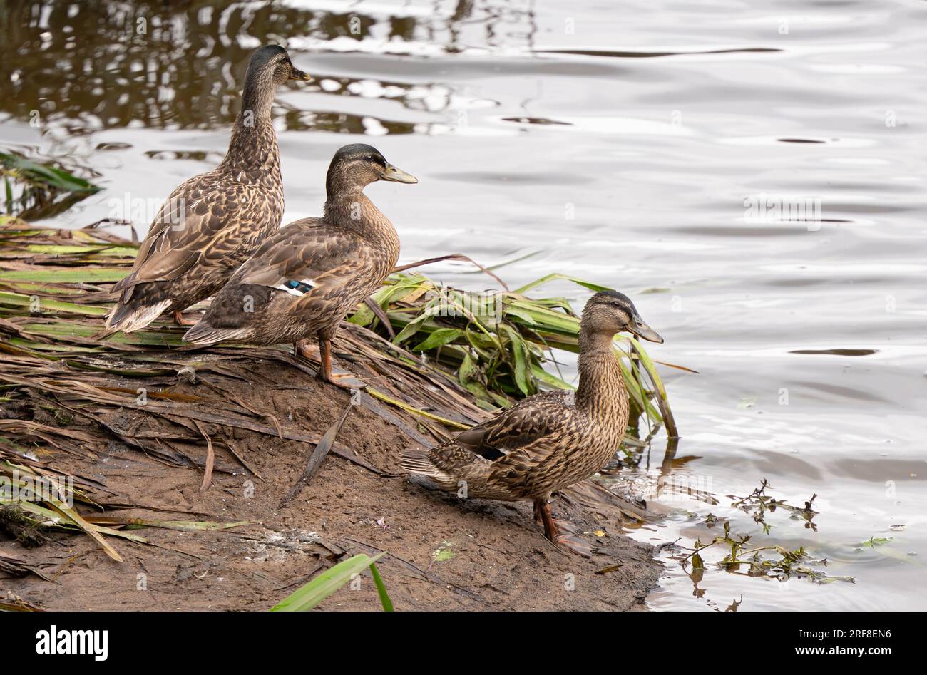 Ducks entering river hi-res stock photography and images - Alamy