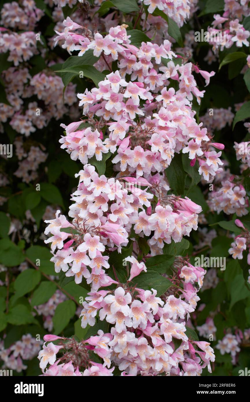 Linnaea hi-res stock photography and images - Alamy