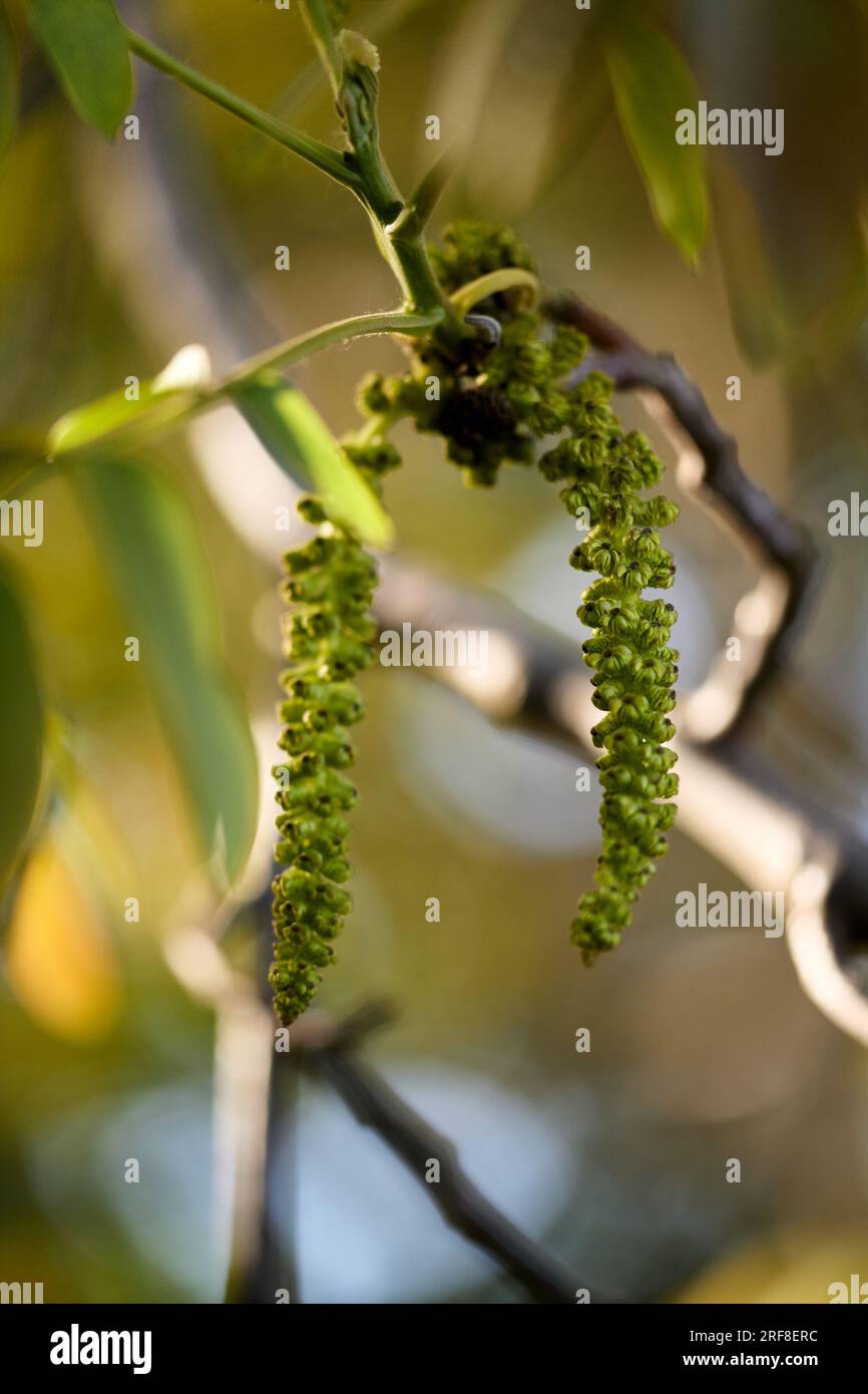 Flowering walnut early spring. Background Nature Concept. Blooming tree ...
