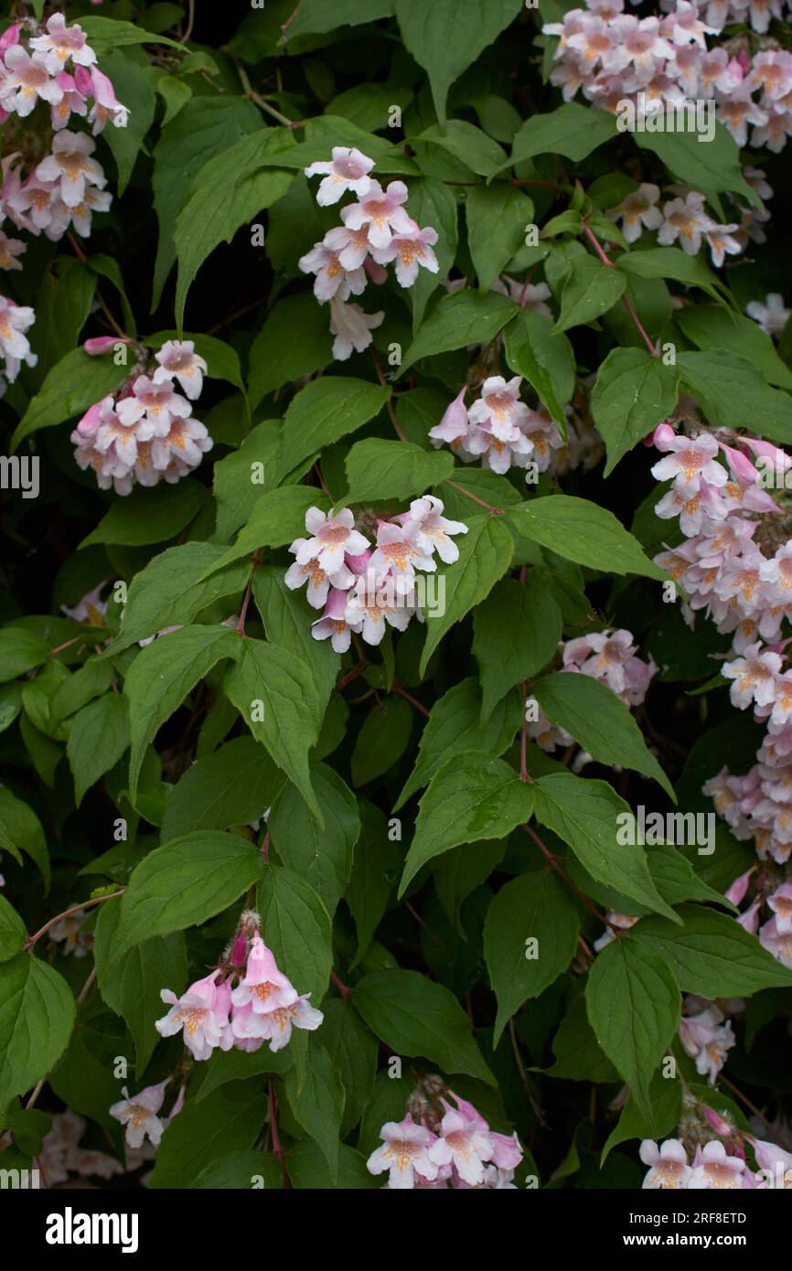 Linnaea amabilis shrub in bloom Stock Photo - Alamy