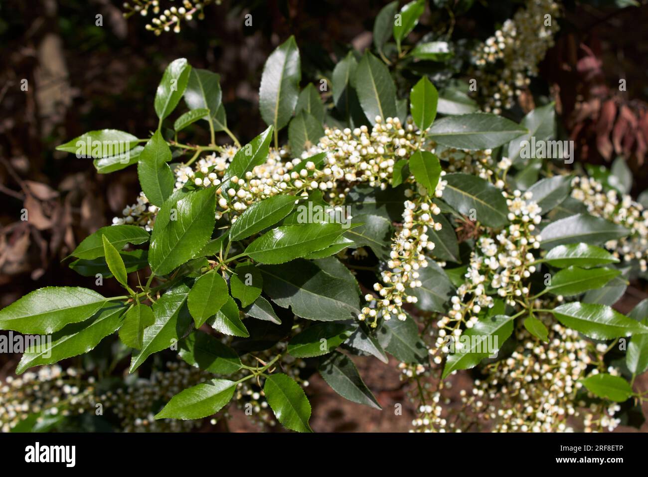 Prunus lusitanica shrub in bloom Stock Photo - Alamy