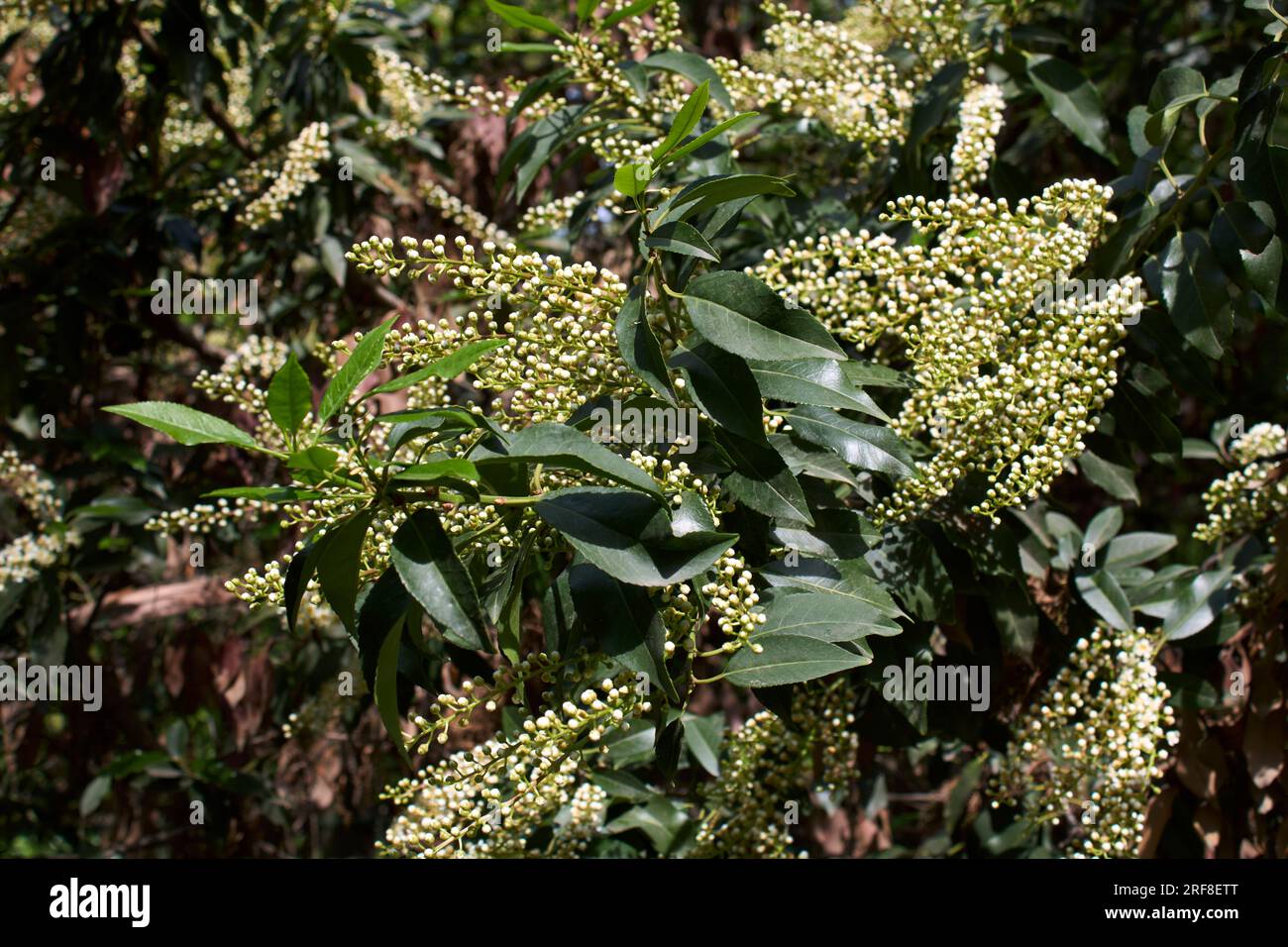 Prunus lusitanica shrub in bloom Stock Photo - Alamy