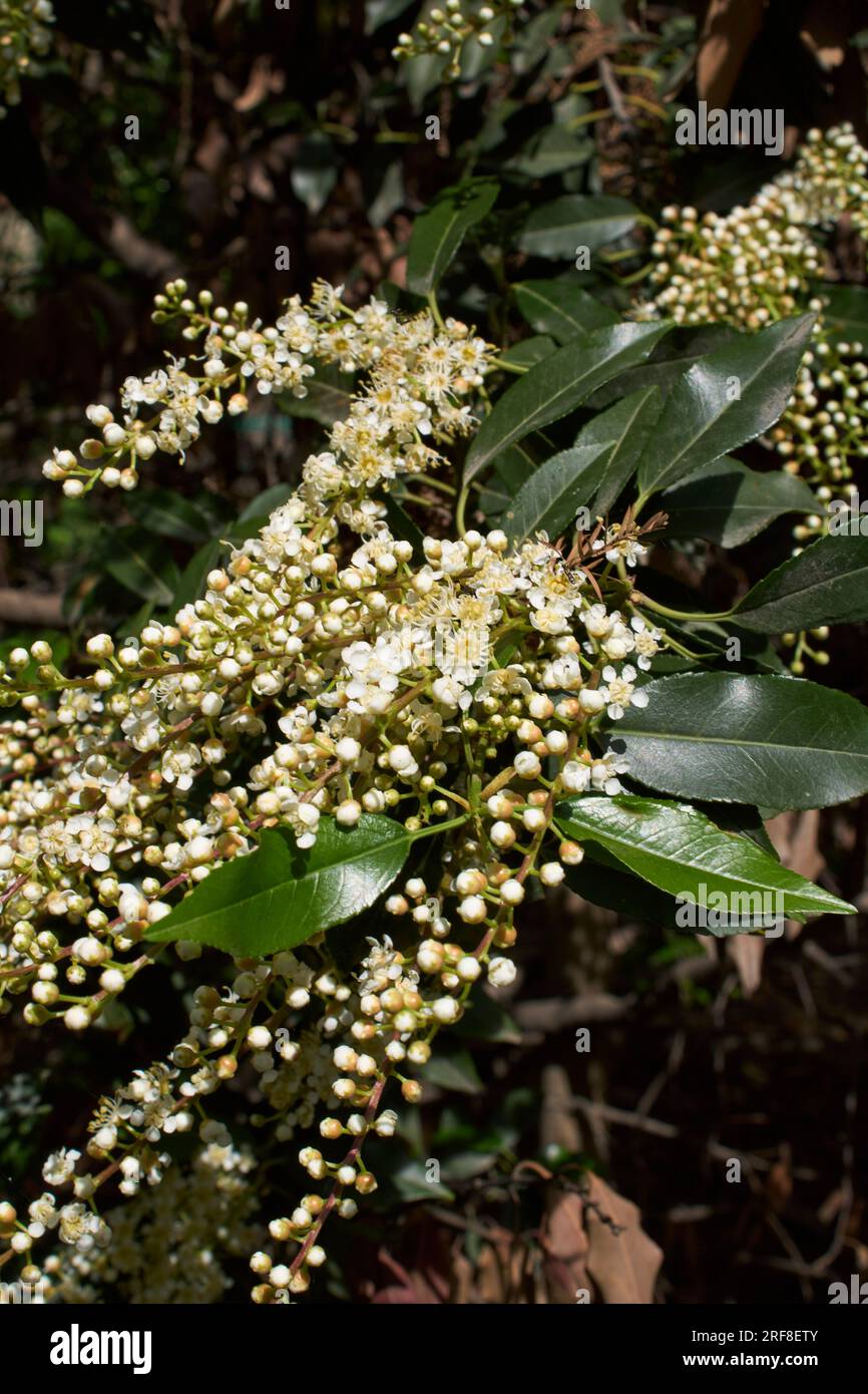 Prunus lusitanica flower hi-res stock photography and images - Alamy
