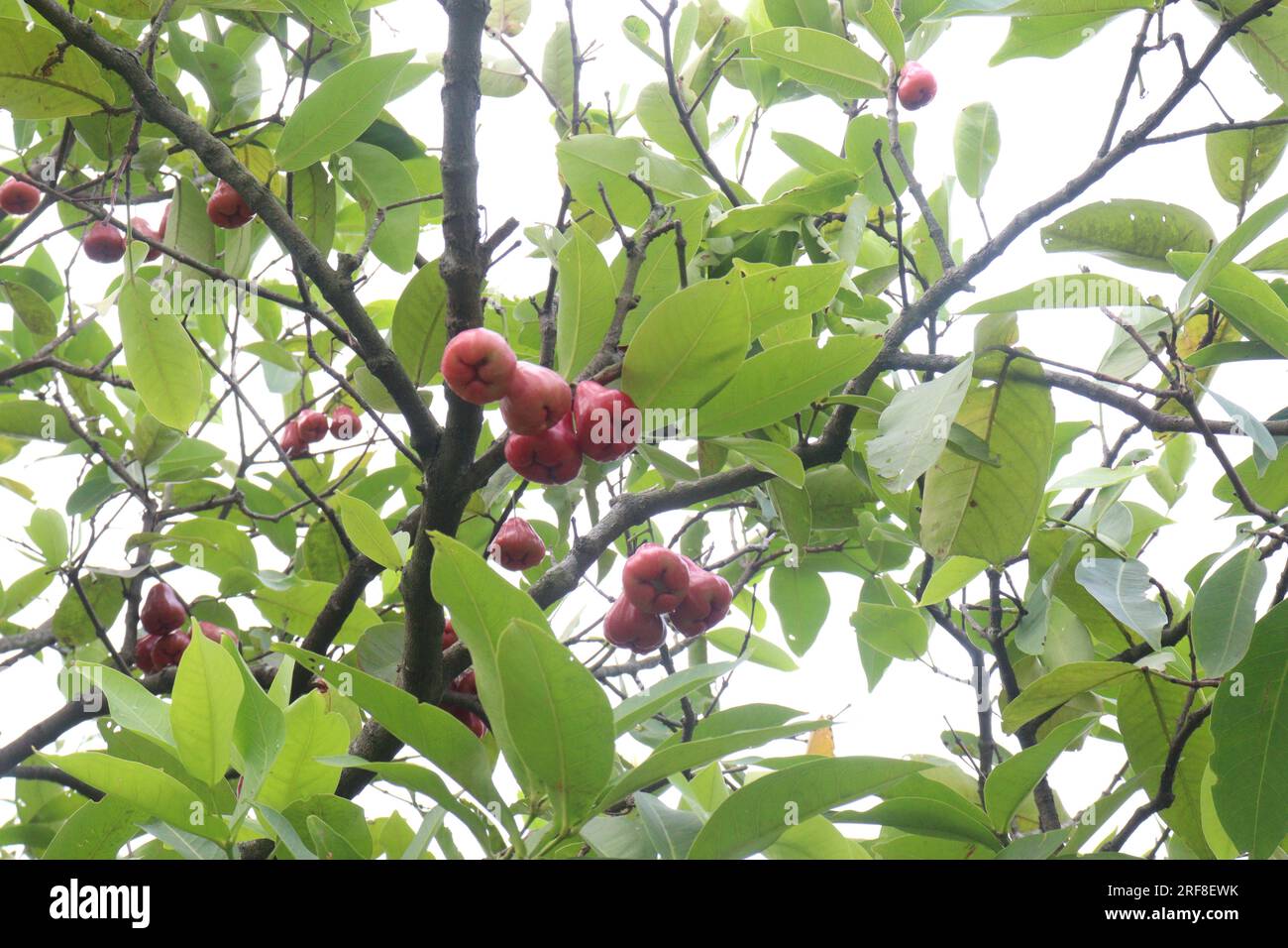 Watery rose apple on tree The is cultivated for its wood and edible ...