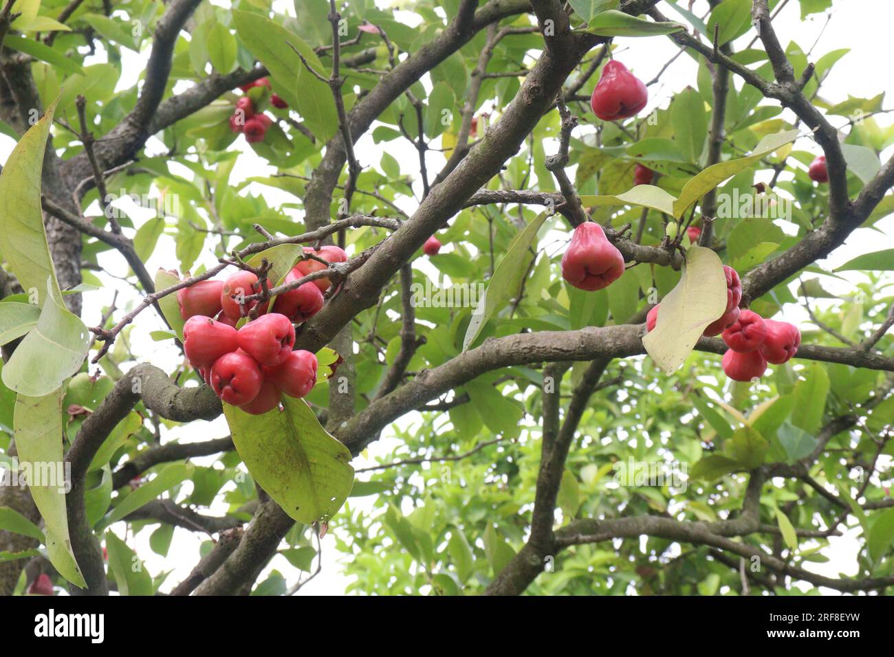 Watery rose apple on tree The is cultivated for its wood and edible ...