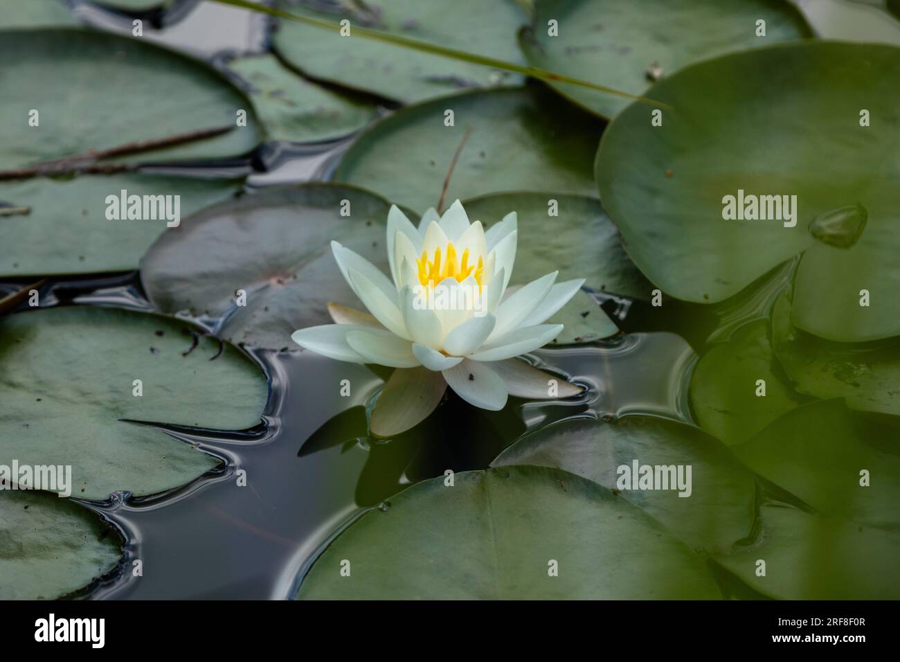 Abstract water lilly flower hi-res stock photography and images - Alamy