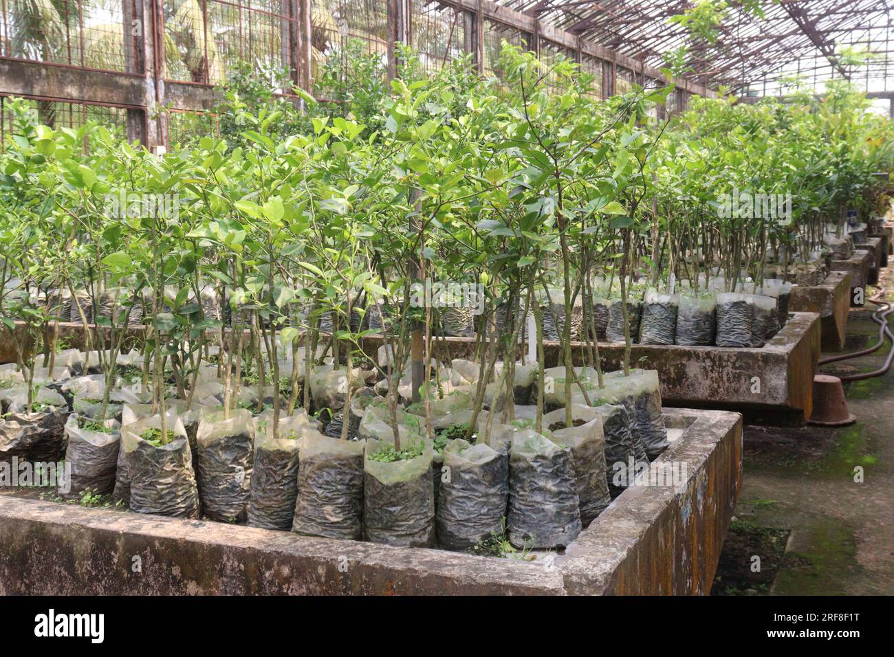 lemon tree plant on farm for harvest are cash crops Stock Photo - Alamy