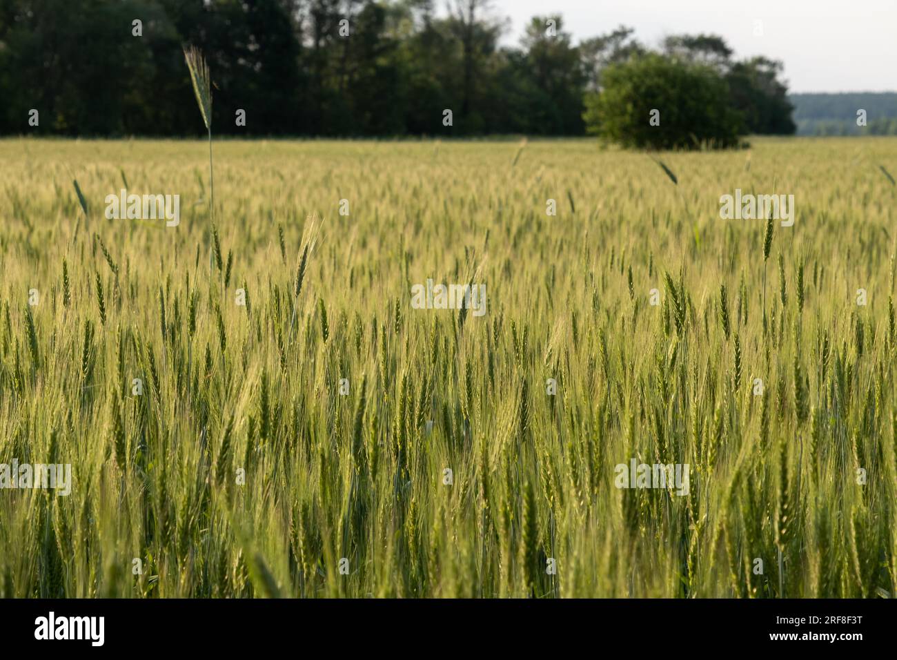 Two-rowed barley or Hordeum distichon growing in the field Stock Photo ...