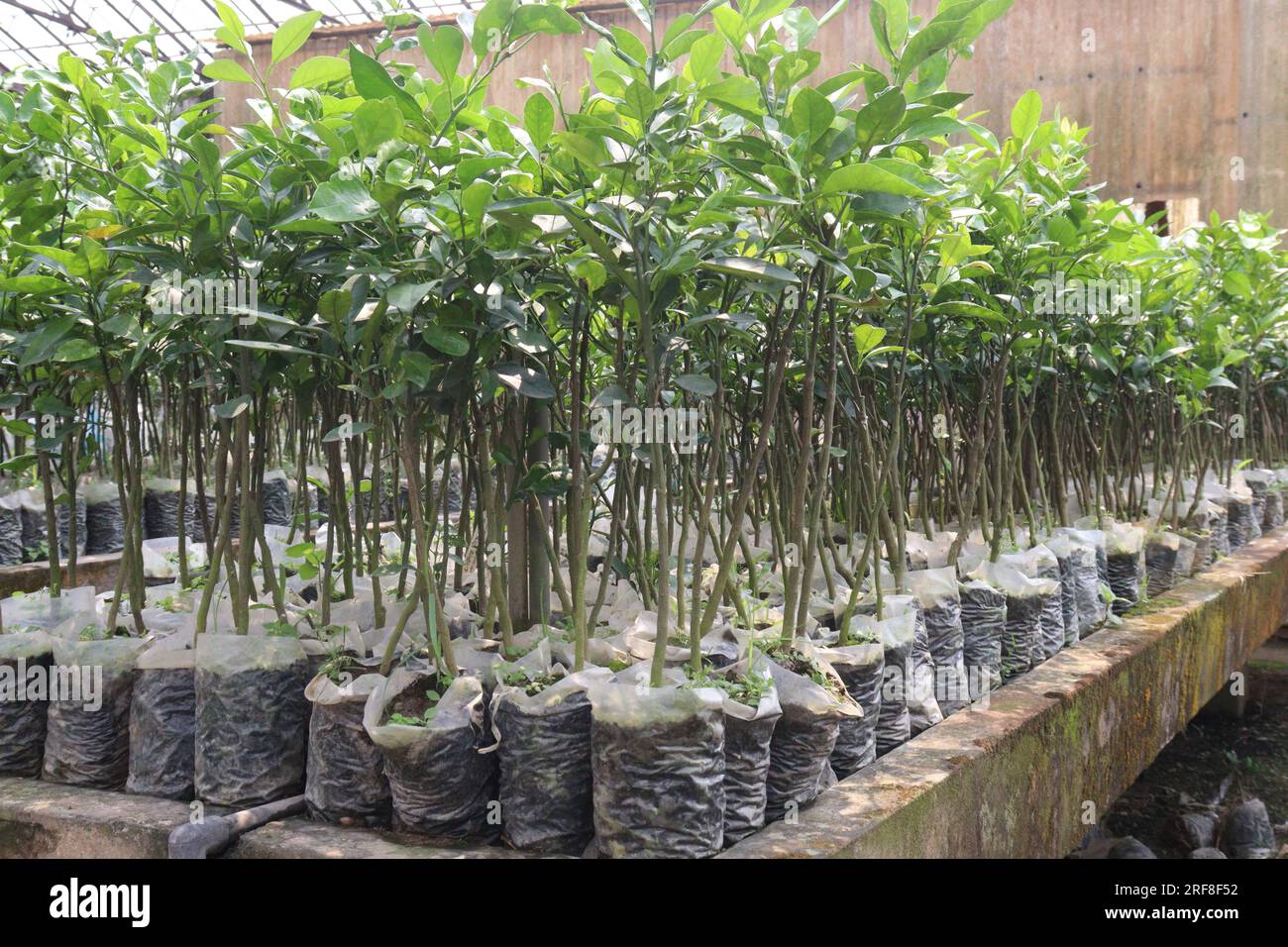 lemon tree plant on farm for harvest are cash crops Stock Photo - Alamy