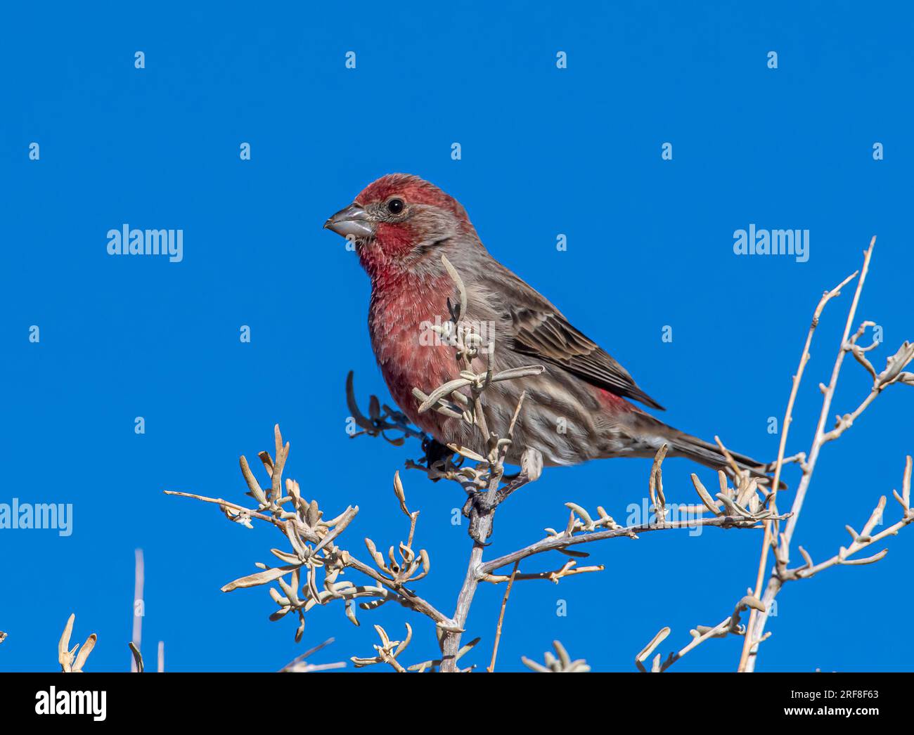 Rabbit bush hi-res stock photography and images - Alamy