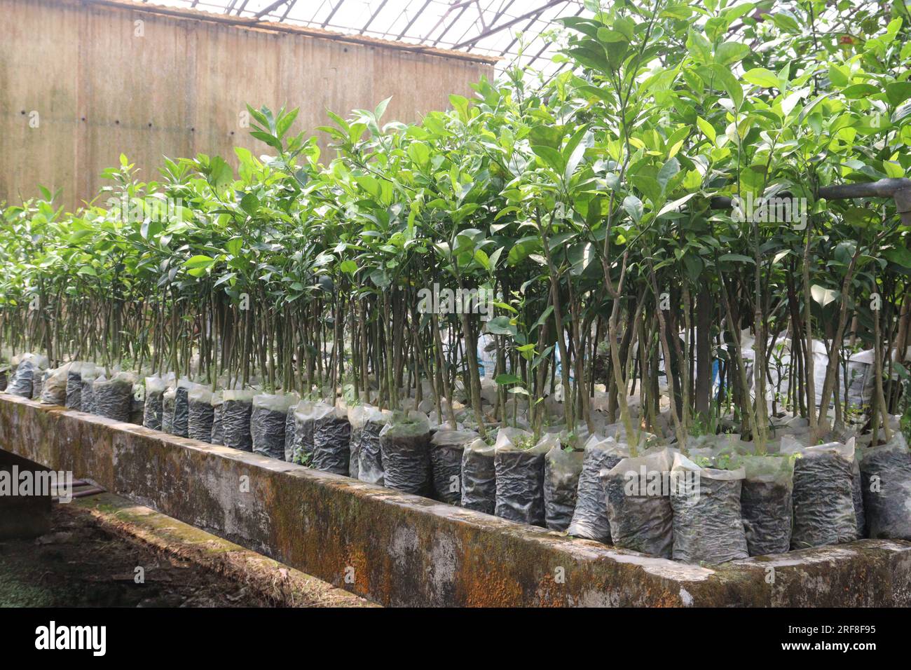 lemon tree plant on farm for harvest are cash crops Stock Photo - Alamy