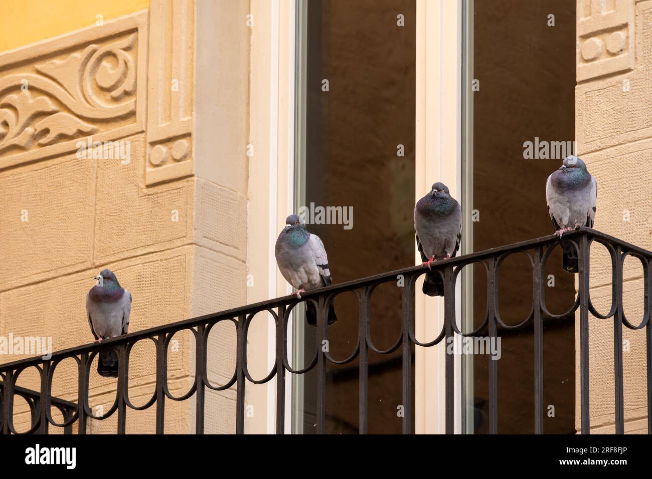 Four colorful pigeons looking and gossiping about what is happening ...