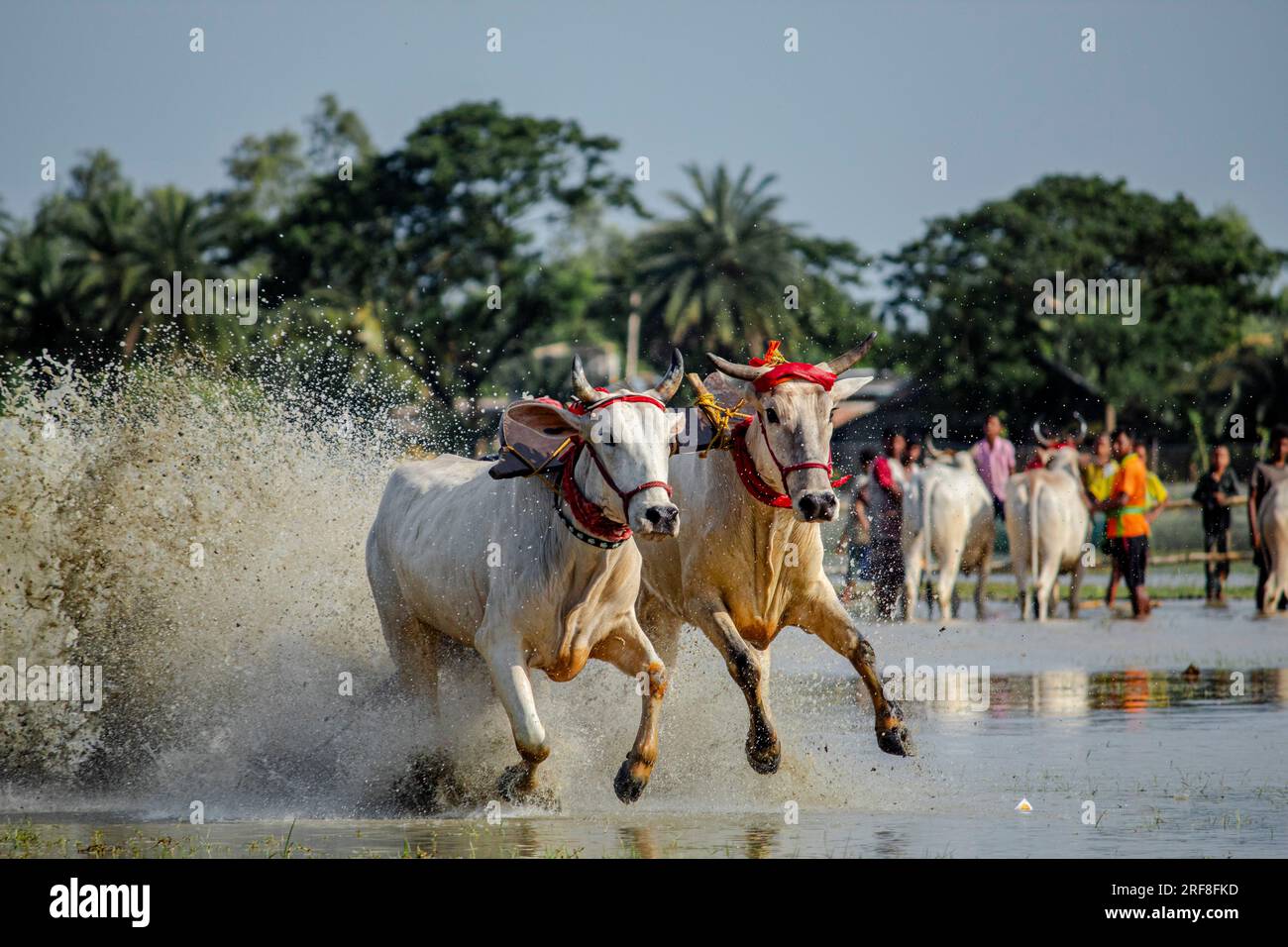 Kolkata, India. 30th July, 2023. People race cattle in West Bengal on ...