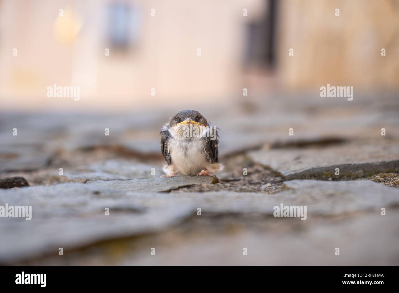 Sad and forlorn sparrow chick after falling from its nest and still ...