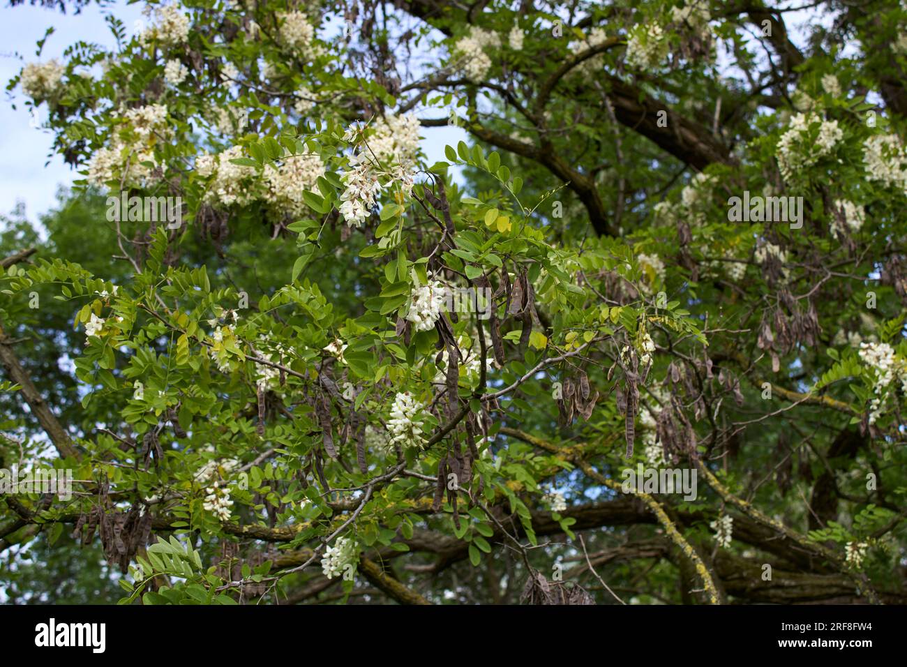 Robinia pseudoacacia tree in bloom Stock Photo - Alamy