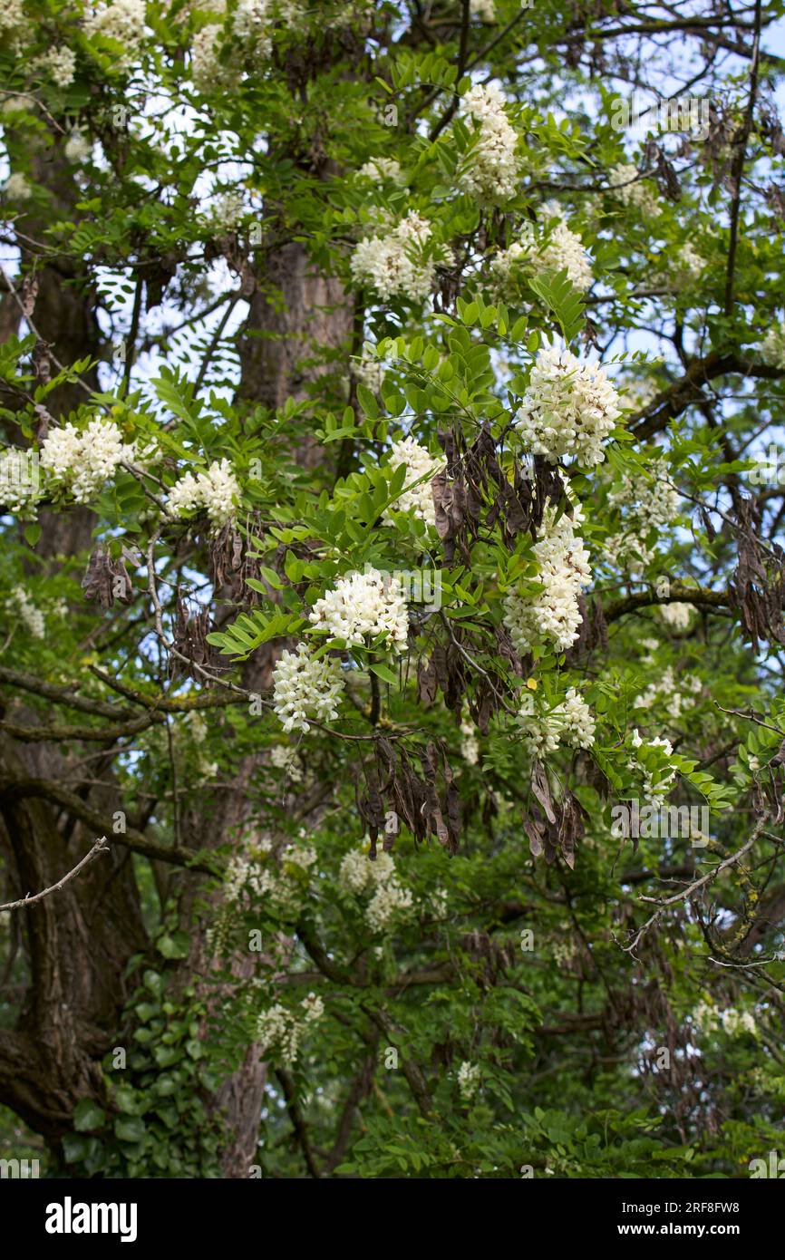 Robinia pseudoacacia tree in bloom Stock Photo - Alamy