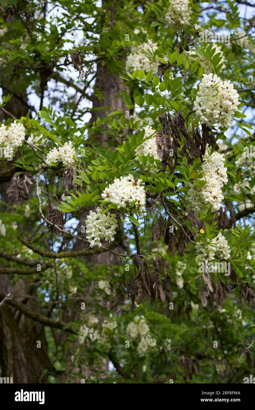Robinia pseudoacacia tree in bloom Stock Photo - Alamy