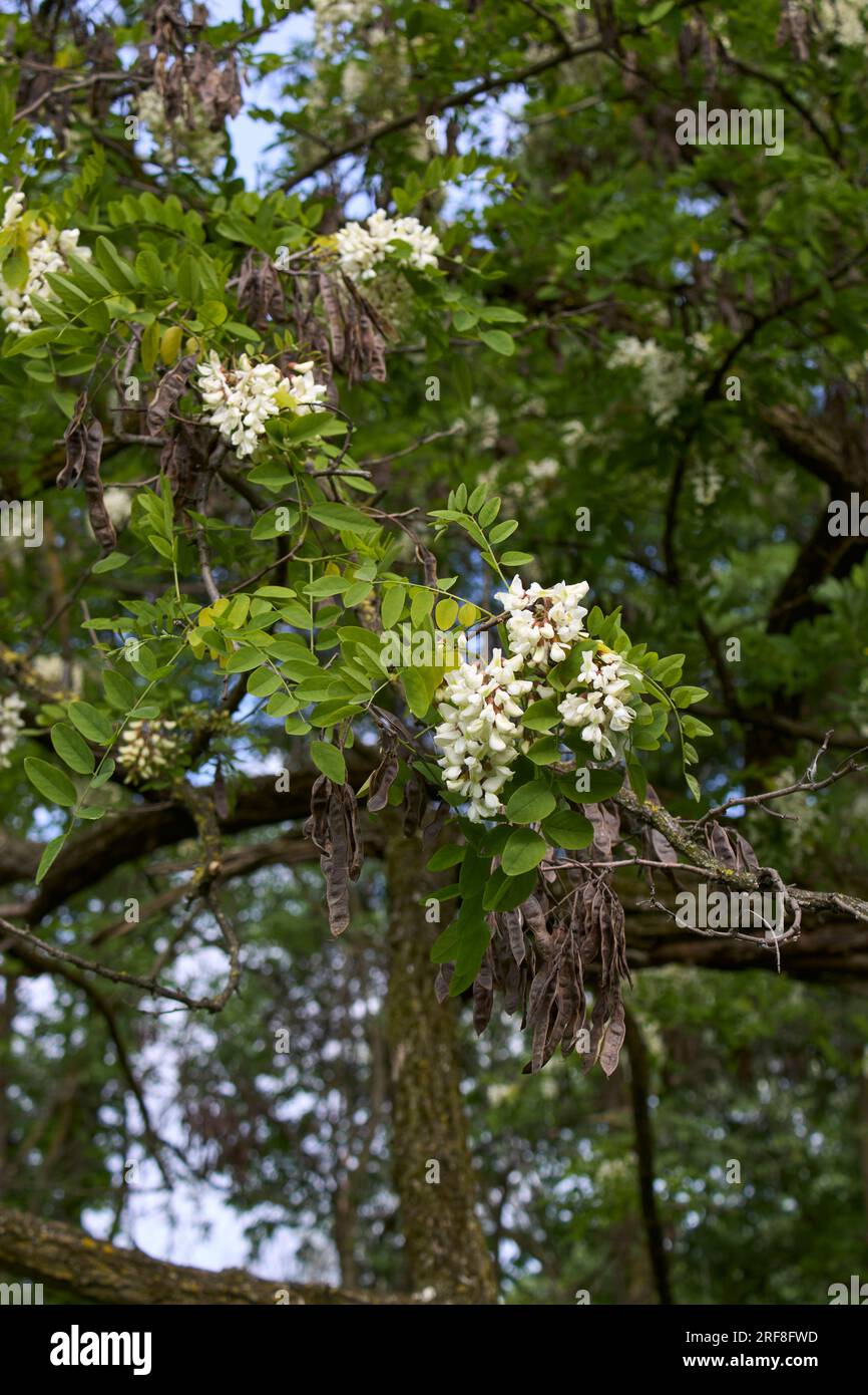 Robinia pseudoacacia tree hi-res stock photography and images - Alamy