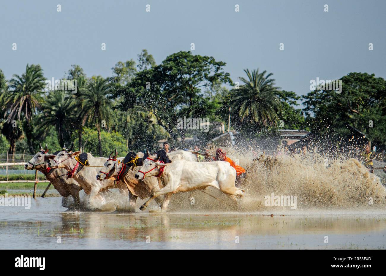 Kolkata, India. 30th July, 2023. People race cattle in West Bengal on ...