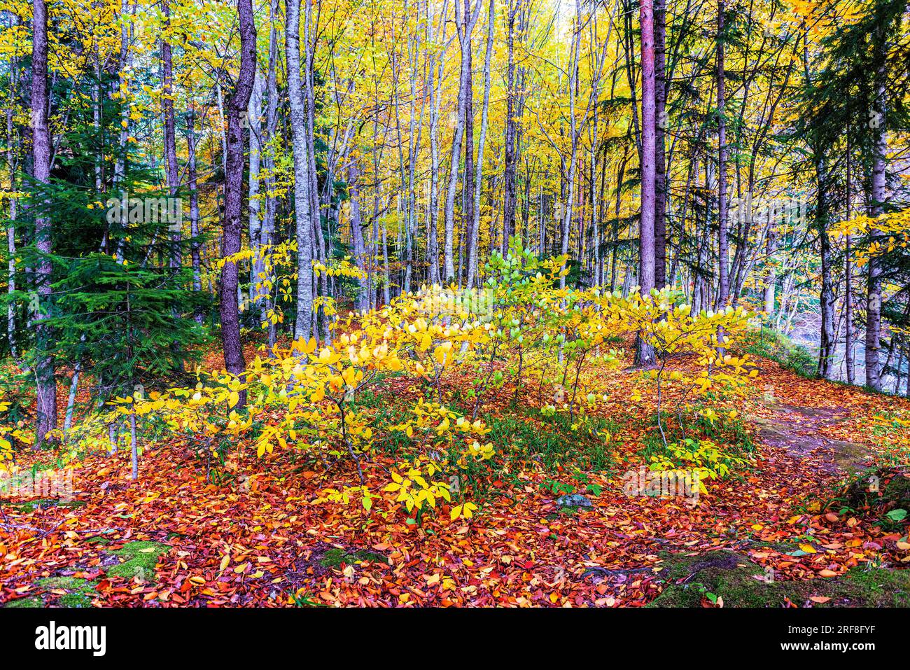 A hill in a clearing in a forest with undergrowth and covered with ...