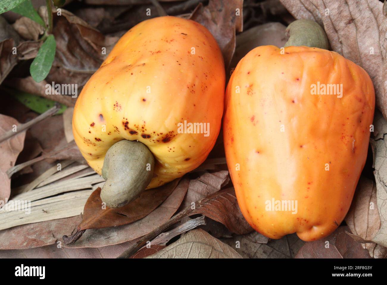 Cashew apple hi-res stock photography and images - Alamy