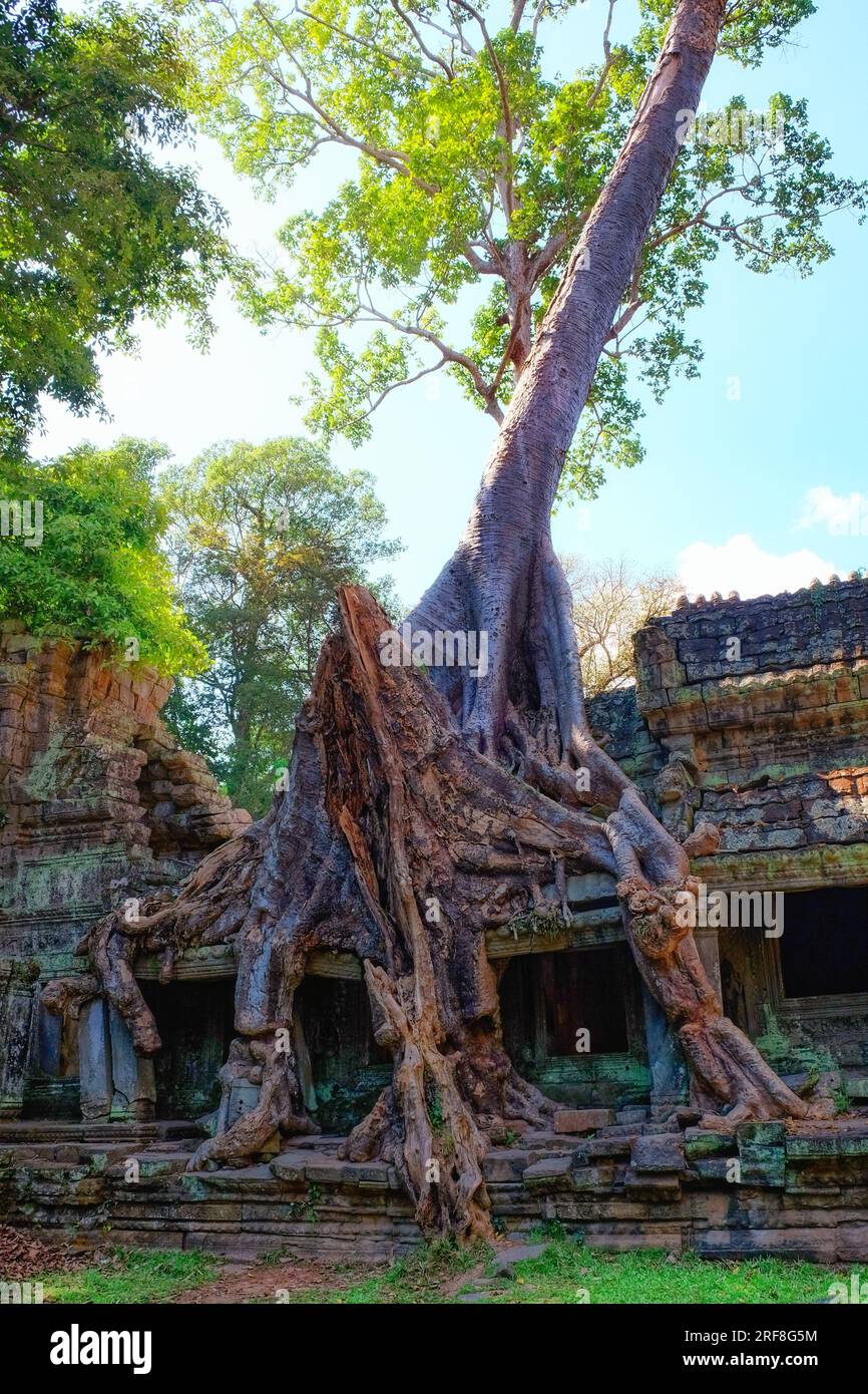Nature's dominance: Monstrous ficus tree roots conquer the ancient ...
