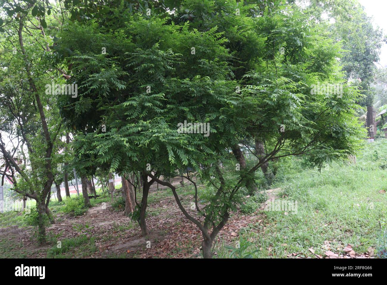 Chinese flame tree in farm for harvest are cash crops Stock Photo - Alamy