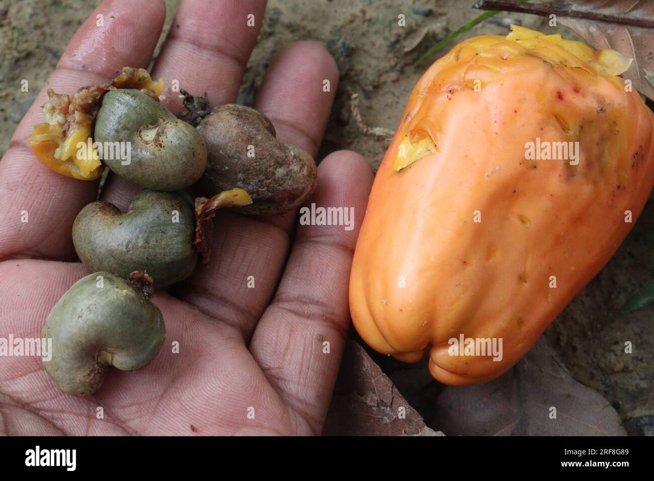 ripe cashew apple with Nut on farm for harvest are cash crops and ...