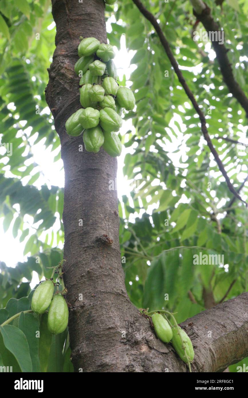 Averrhoa bilimbi on tree for harvest are cash crops Stock Photo - Alamy