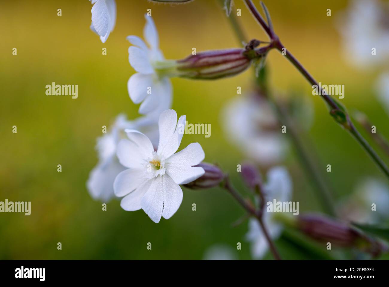 Flor de silene hi-res stock photography and images - Alamy