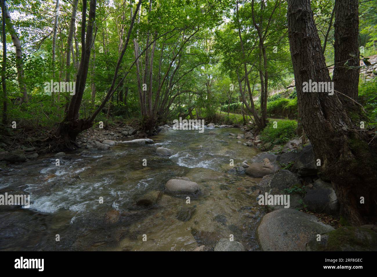 Image of a mountain stream under a canopy of trees. Imagen de un arroyo ...