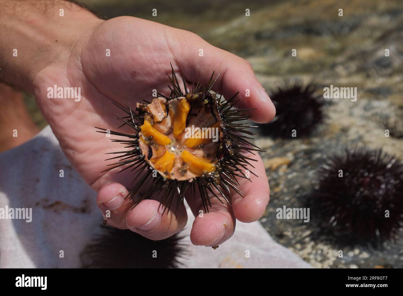 Cinque Terre, Italy - close-up of male hand holds open sea urchin on a ...