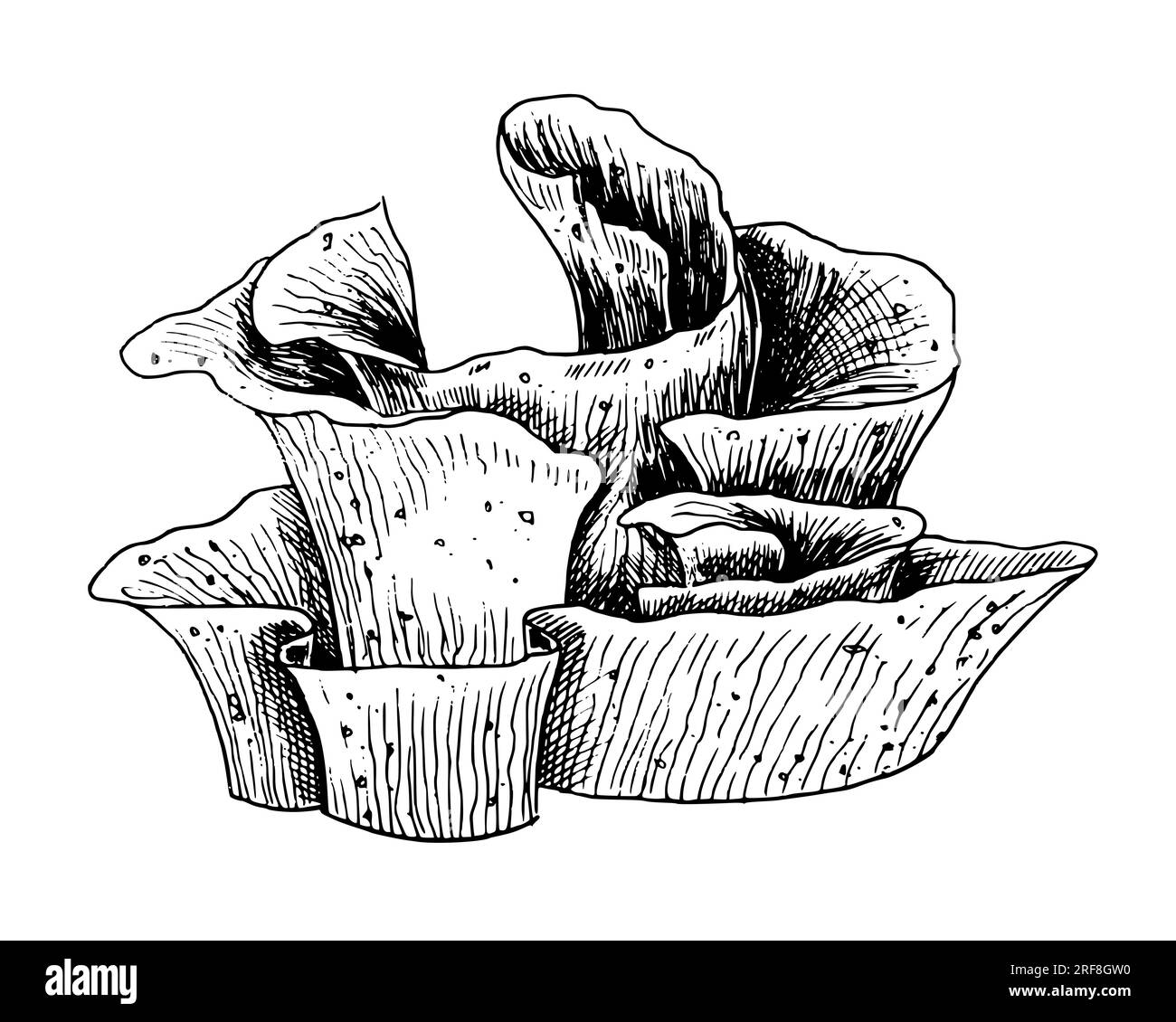 Sea Sponge Clipart Black And White