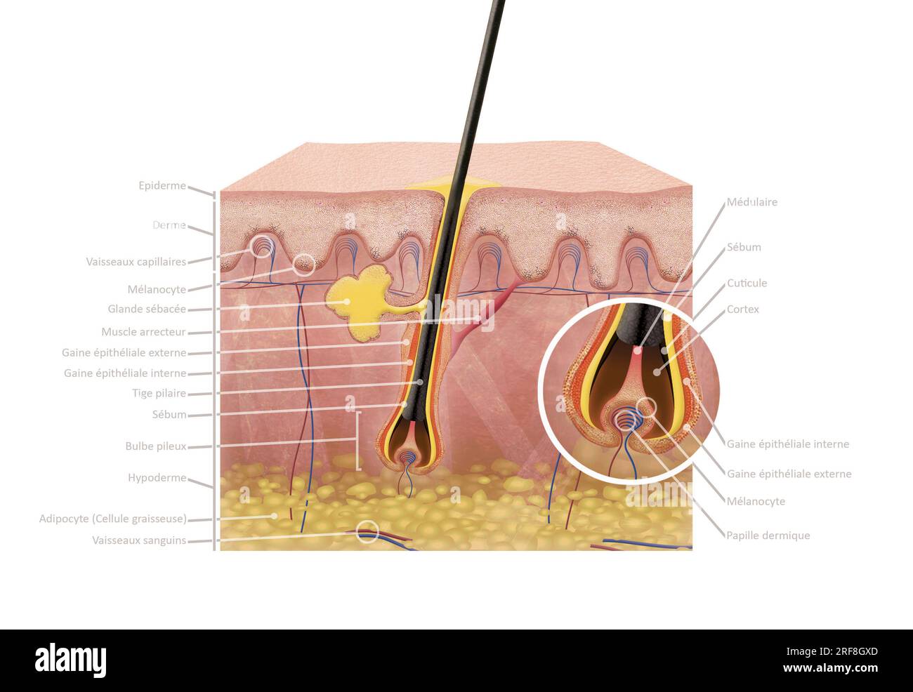 2D skin section with healthy hair (as opposed to pimple) with epidermis ...